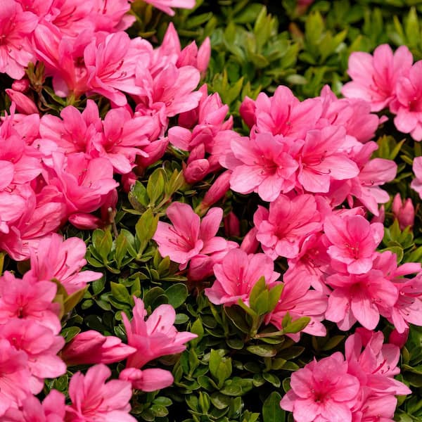 national PLANT NETWORK 2.25 Gal. Macrantha Pink Azalea Plant with Pink ...