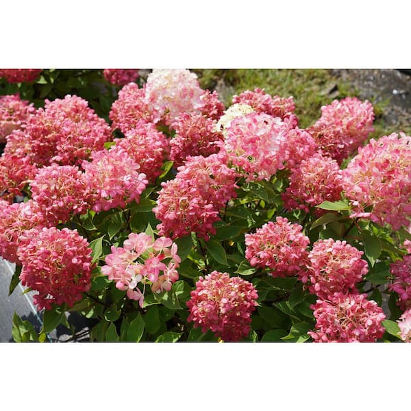 PROVEN WINNERS 1 Gal. Fire Light 'Tidbit' Hydrangea (Arborescens) Live ...