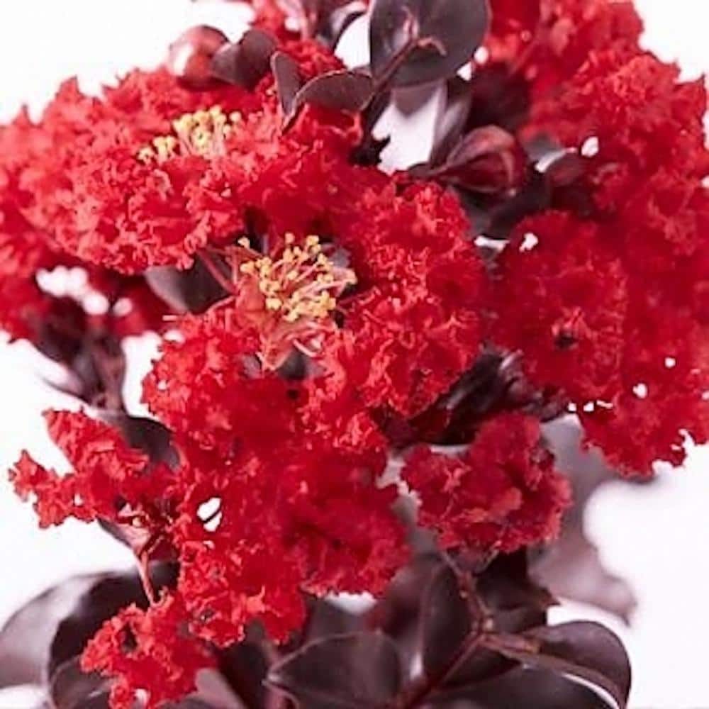 BLACK DIAMOND 2 Gal. Best Red Deciduous Crape Myrtle Tree 19054 - The ...