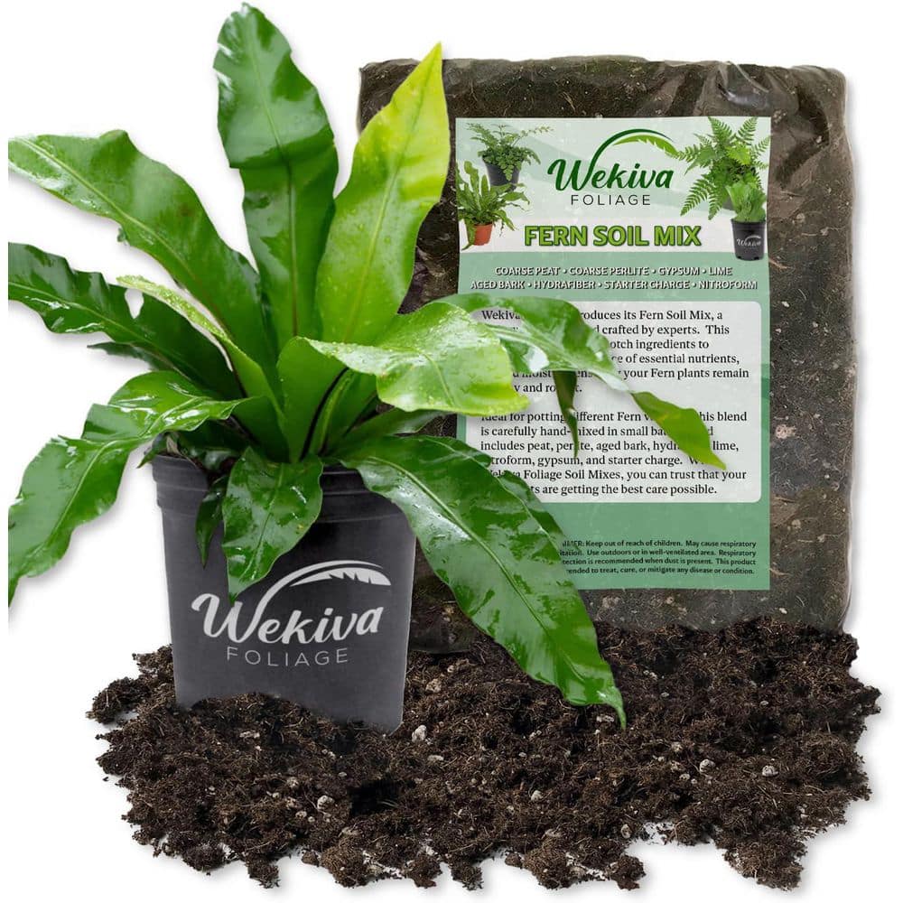 Wekiva Foliage Crissie Bird's Nest Fern Soil Mix Combo-Live Plant in a ...