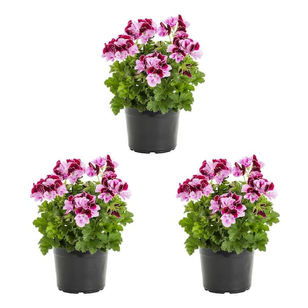 METROLINA GREENHOUSES 2 Qt. Geranium Calliope Medium Pink Flame Plant ...