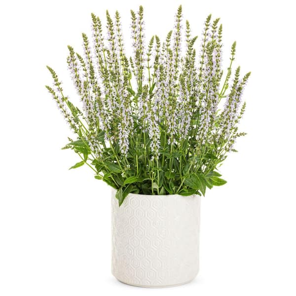 Proven Winners 0.65 Gal. Profusion 'Perfect Profusion' Perennial Salvia ...