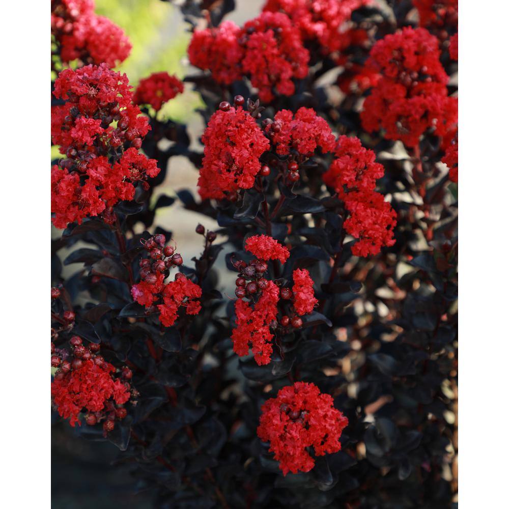 2 Gallon Radiant Red Crape Myrtle Tree - Deciduous Nepal | Ubuy