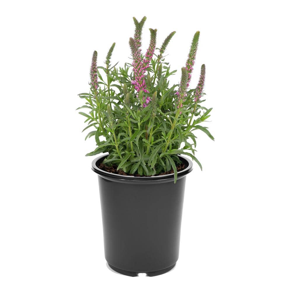 2.5 qt. Veronica Giles Van Hees Perennial Plant with Pink Flowers-(1 ...