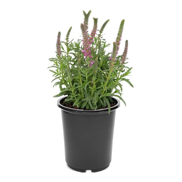 PROVEN WINNERS 1 Gal. Leucanthemum Daisy May Plant with Yellow Blossoms ...