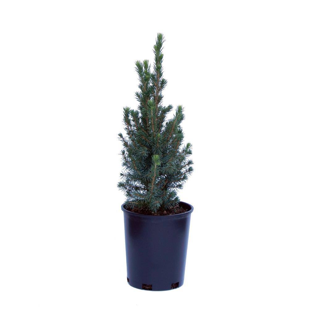 BELL NURSERY 3 Gal. Picea Conica Holiday Shrub Plant with Deco Tree ...