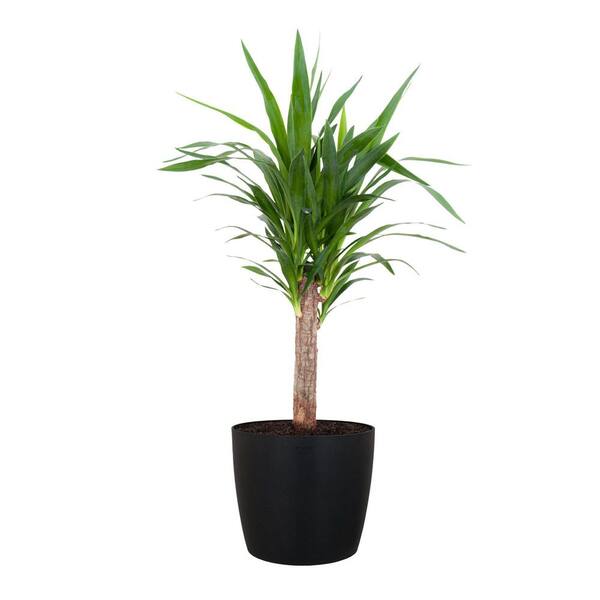 United Nursery Yucca Cane Live Indoor Outdoor Plant in 10 inch Premium ...