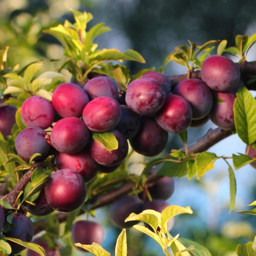 national PLANT NETWORK Bareroot Ozark Premier Deciduous Plum Tree ...