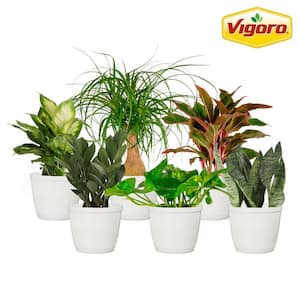 Vigoro 10 in. Majesty Palm and (2) 6 in. Ponytail Palm Plant in White ...