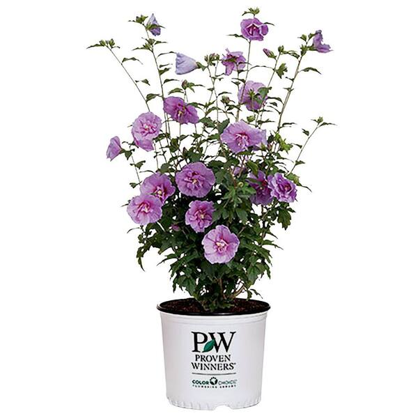 Proven Winners 2 Gal Dark Lavender Chiffon Rose Of Sharon Hibiscus