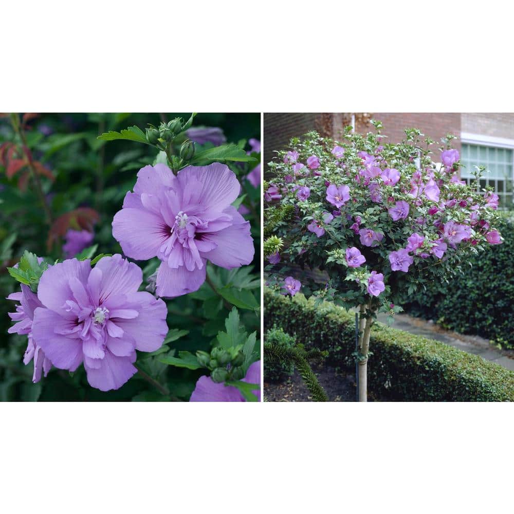 national PLANT NETWORK 2 Gal. Hibiscus Althea Lil Kim Violet Plant with ...
