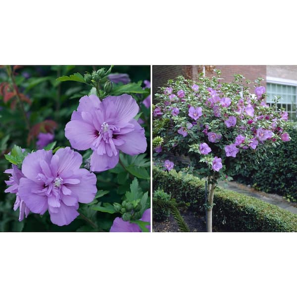 national PLANT NETWORK 2 Gal. Hibiscus Althea Lil Kim Violet Plant with ...