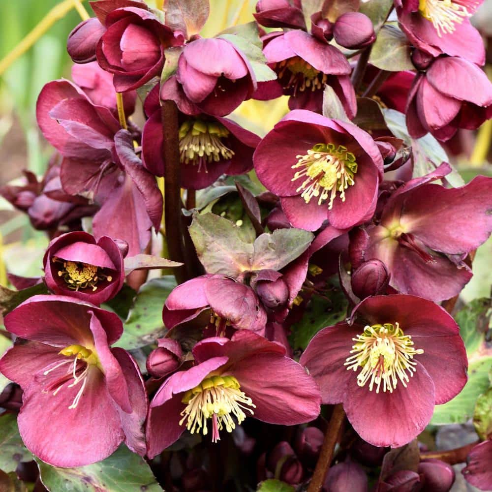 DIRECT GARDENING 4 in. Pot, Red Flowering Anna's Lenten Rose ...