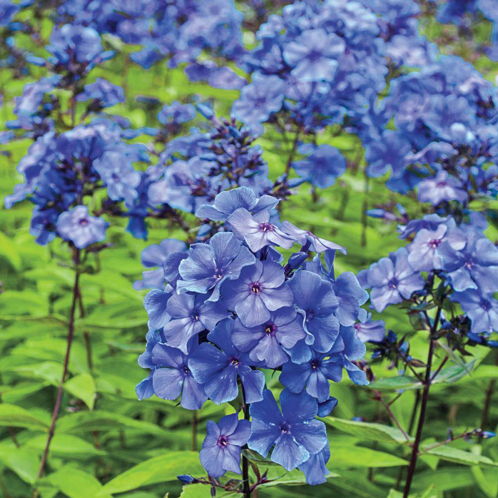 Spring Hill Nurseries Blue Paradise Tall Garden Phlox Live Bareroot ...