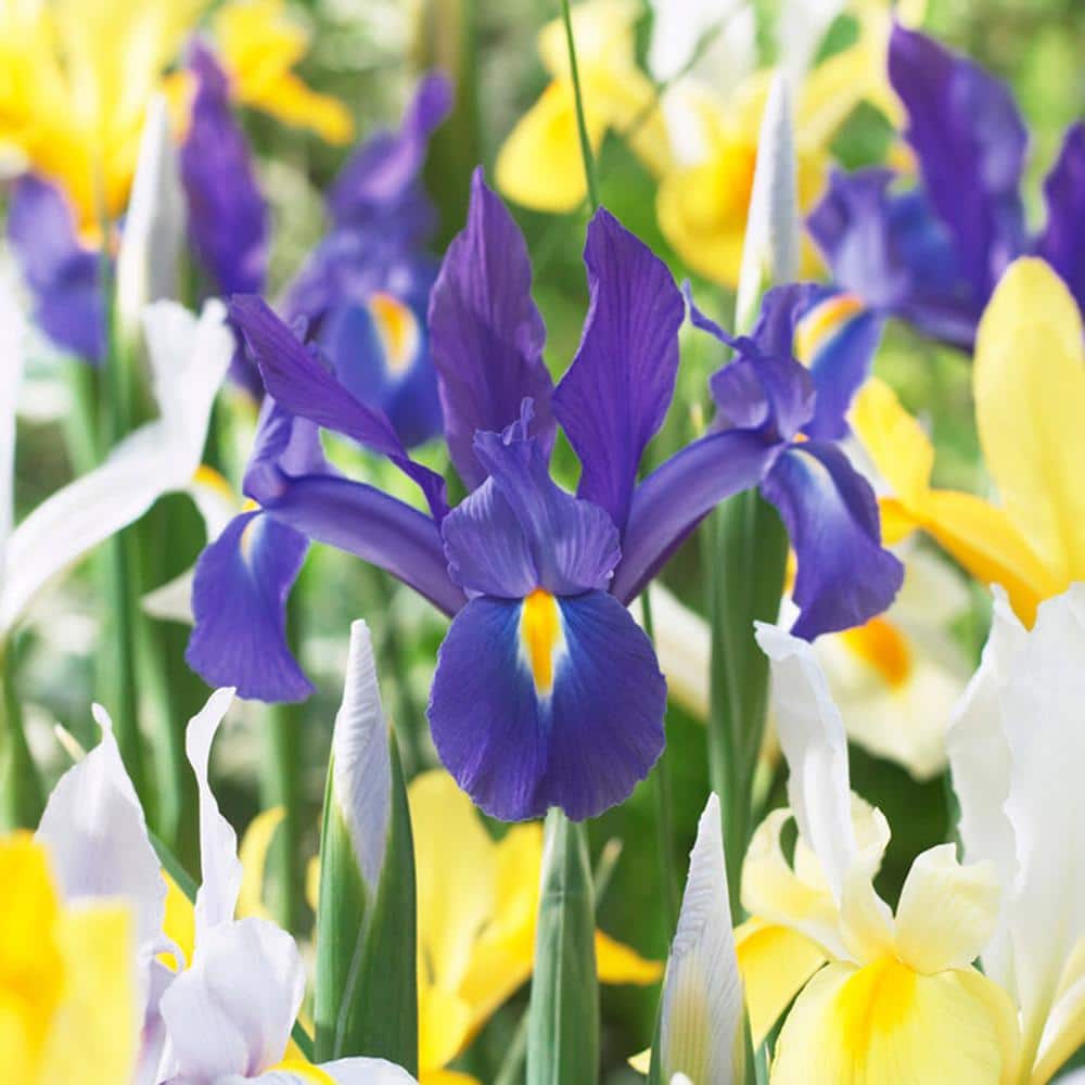 Garden State Bulb 8/9 cm Dutch Iris Hollandica Bulbs Mixed (Bag of 50 ...