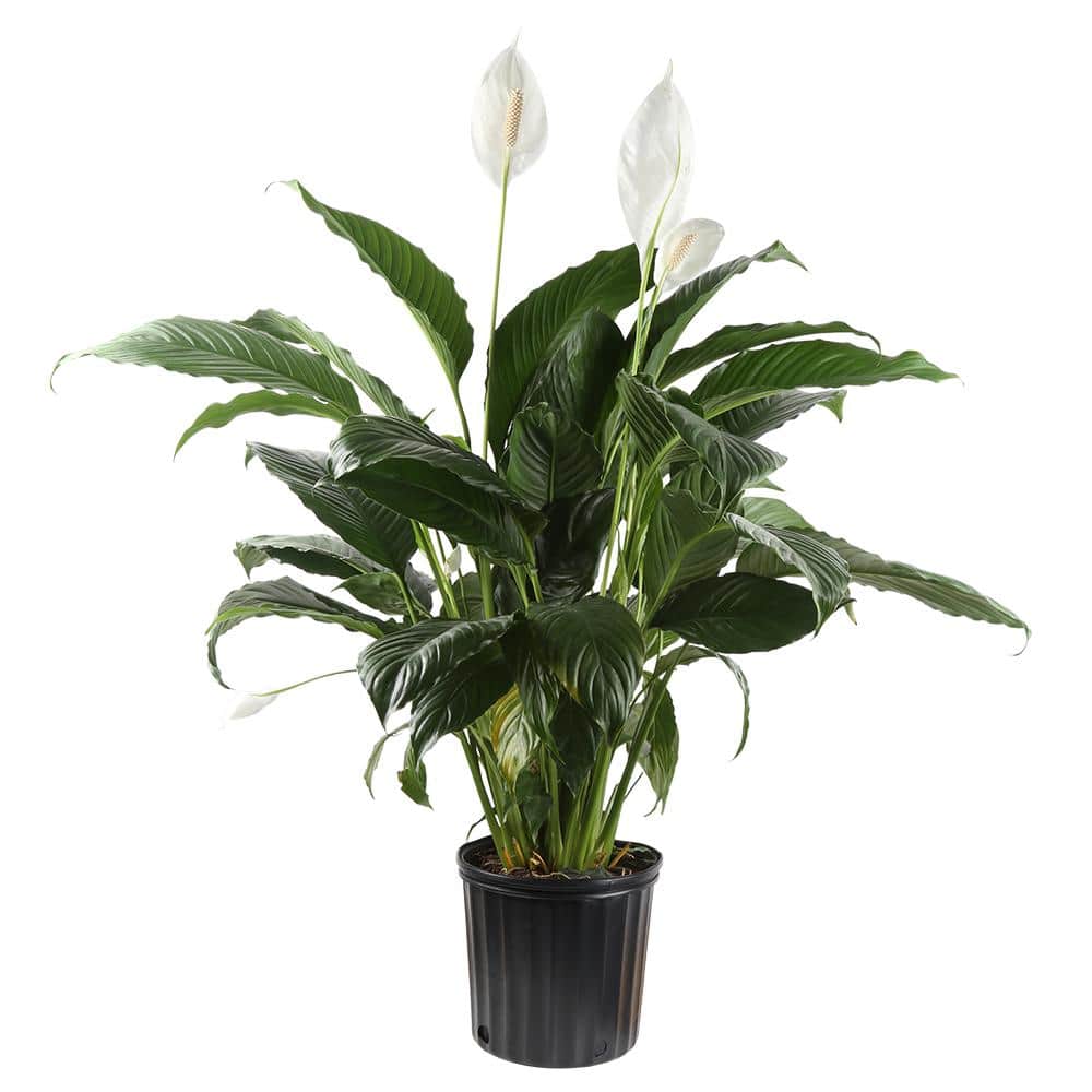 Peace Lily Plant in 6 in. Pot 633163 - The Home Depot