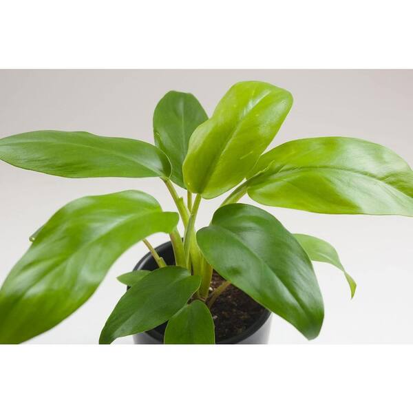 Wekiva Foliage Philodendron Eva-Live Plant in a 4 in. Growers Pot ...