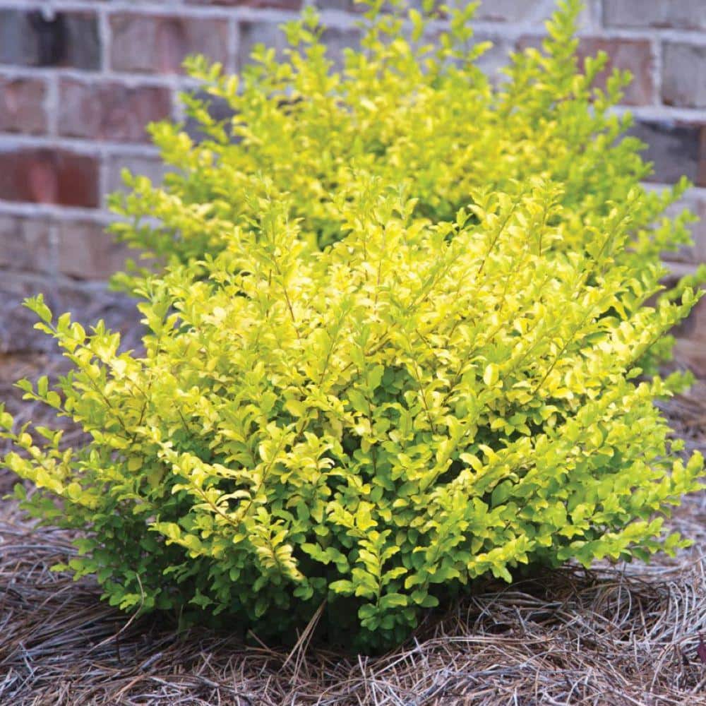 Online Orchards 1 Gal. Golden Privet Shrub SBLG001 - The Home Depot