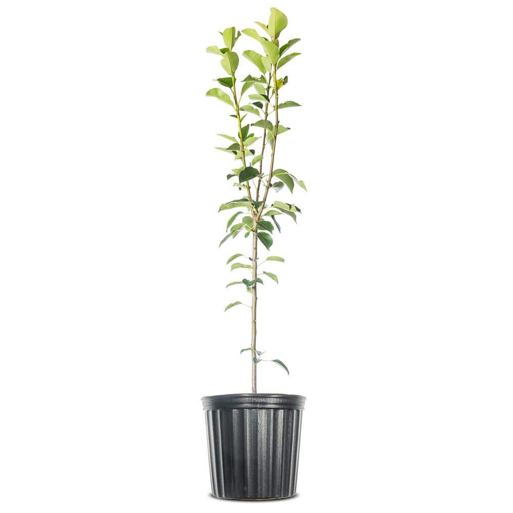 Perfect Plants Live Pineapple Pear 1 Gal. Fruit Tree THD10016 - The ...