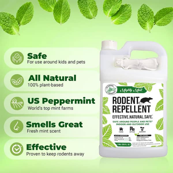 Homemade Rat Repellent Recipe - Homemade Ftempo