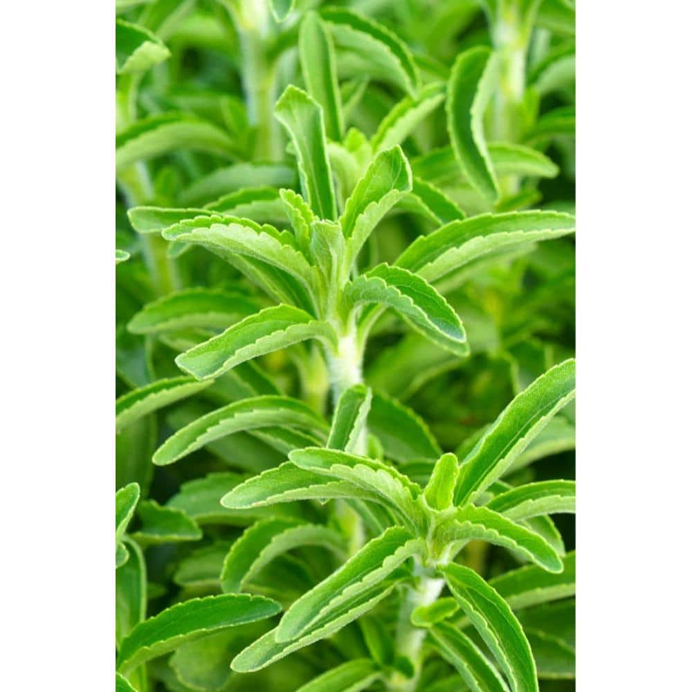 National Plant Network 4 in. Edible Foodie Fresh Assorted Vegetable ...