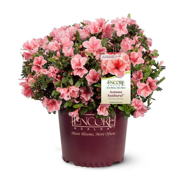 ENCORE AZALEA 2 Gal. Autumn Sunburst Azalea Shrub with Coral Pink with ...