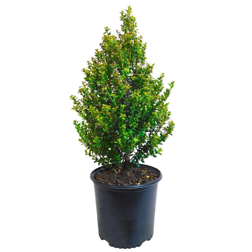 2.25 Gal. Steeds Upright Japanese Holly Plant with Dark Green Foliage ...