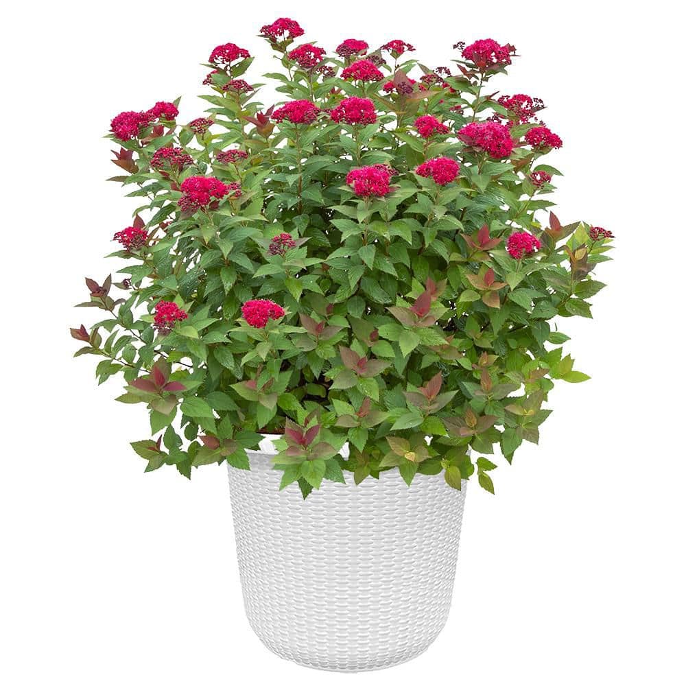Reviews for PROVEN WINNERS 2 Gal. Double Play Doozie Spirea with Red to ...