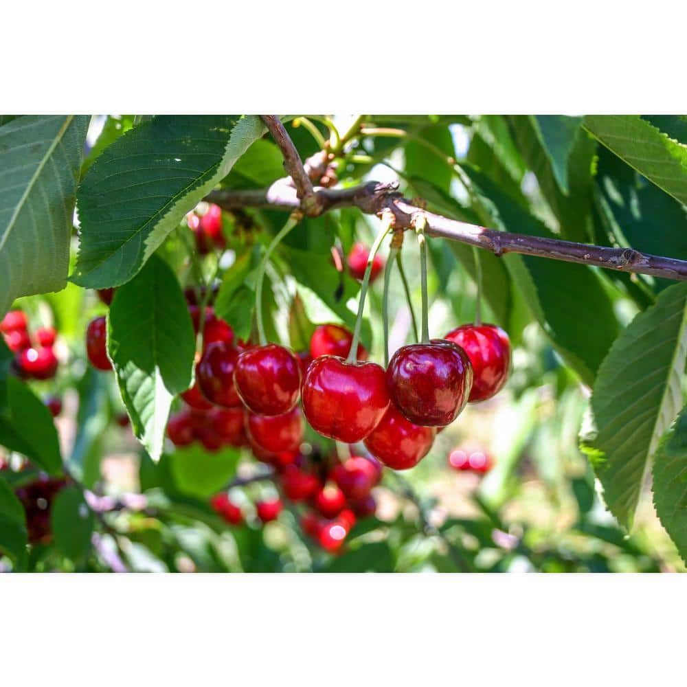 3 ft. Lapins Cherry Semi Dwarf Tree with Abundant | Ubuy Nepal