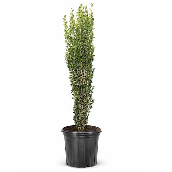 national PLANT NETWORK 1 Gal. Holly Sky Pencil Shrub HD7139 - The Home ...