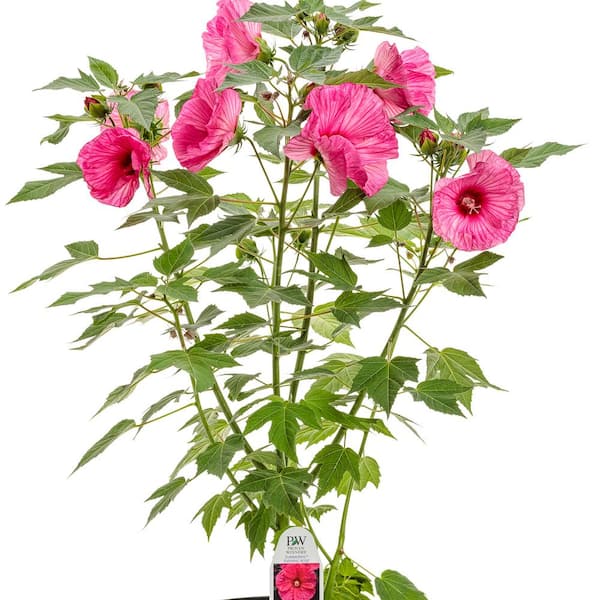 PROVEN WINNERS 2 Gal. Summerific Evening Rose Perennial Hibiscus (Rose ...