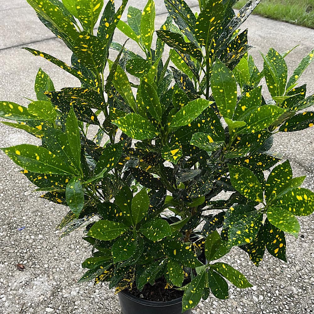 OnlinePlantCenter 3 Gal. Gold Dust Croton Non-Flowering Shrub CR030G3 ...