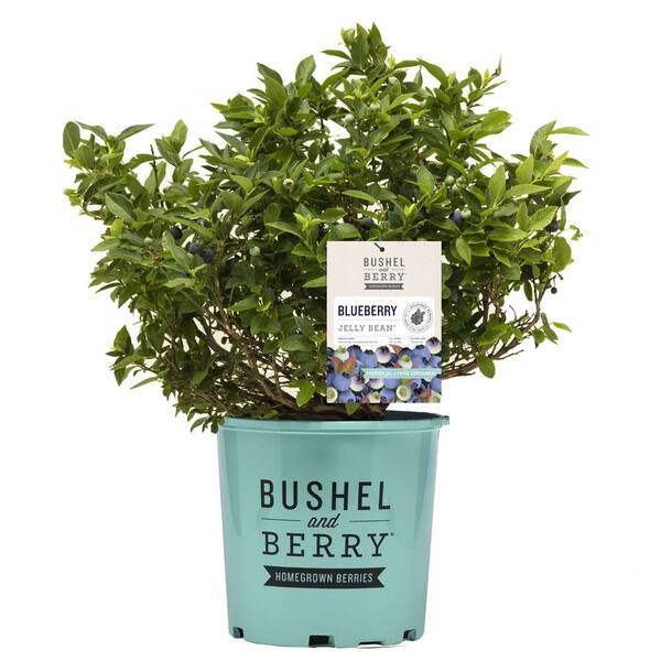 BUSHEL AND BERRY 2 Gal. Bushel and Berry Jelly Bean Blueberry Live ...