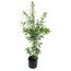 national PLANT NETWORK 2.25 Gal. Deciduous Compton Oak Tree HD7114