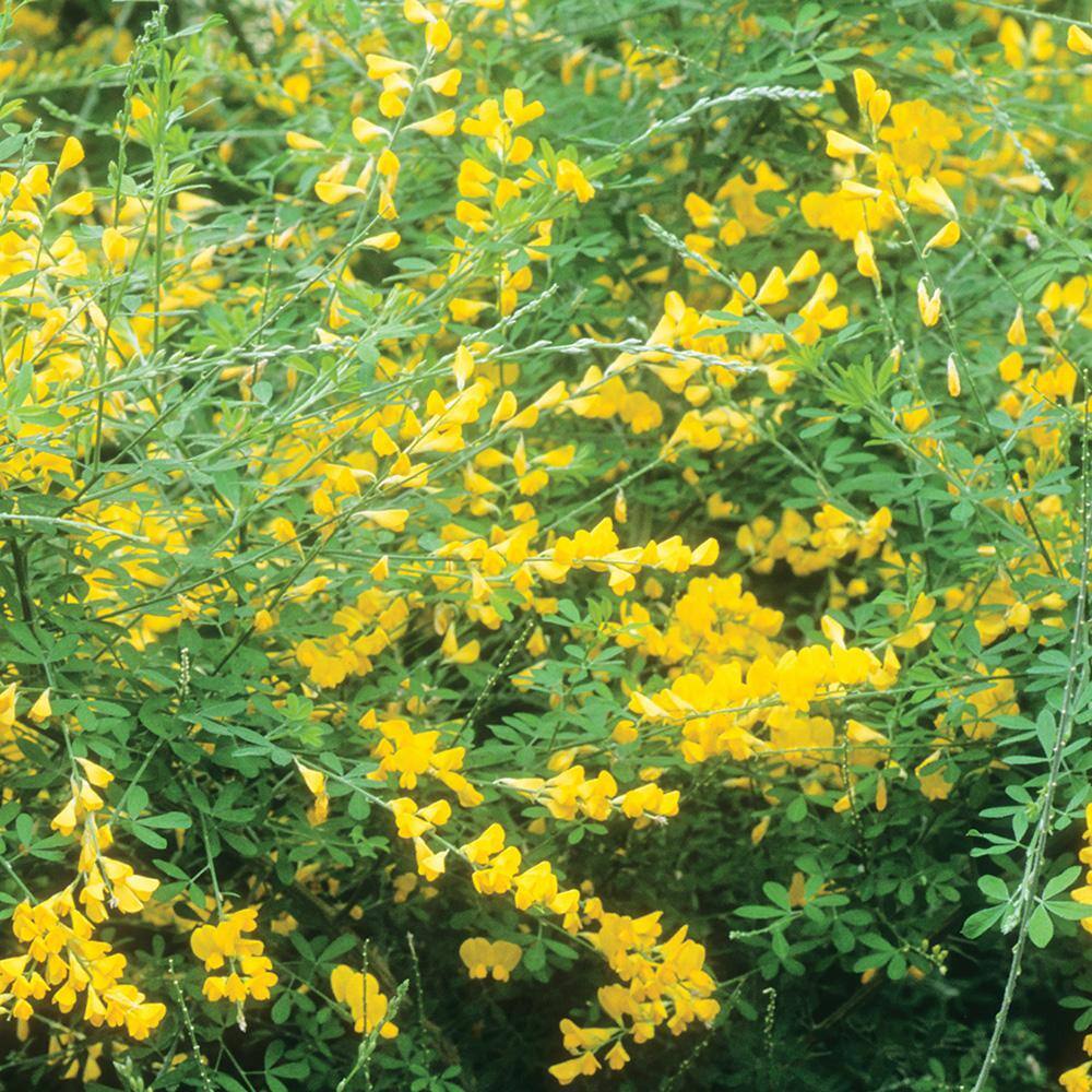 ALTMAN PLANTS 2 Gal. Sweet Broom (Licorice Plant) Flowering Shrub with ...