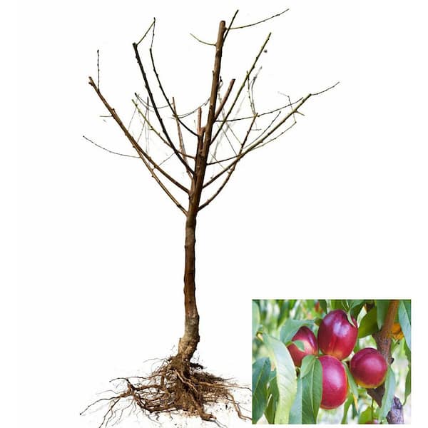 Online Orchards Independence Nectarine Tree (Bare-Root, 3 ft. to 4 ft ...