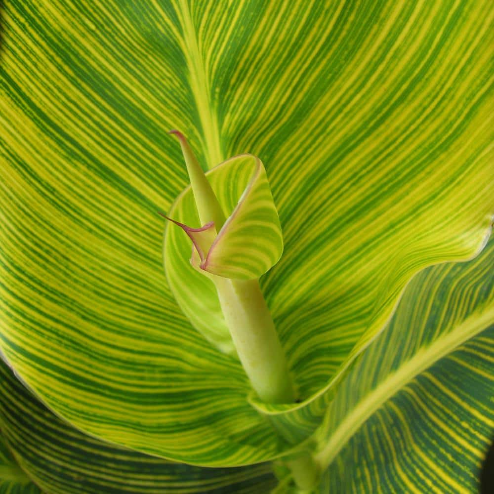 VAN ZYVERDEN Cannas Tropicanna Gold Bulbs (Set of 3) 83652 - The Home Depot