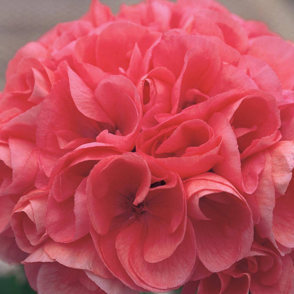 3.5 Pt. Salmon Geranium Seeds 61071 - The Home Depot