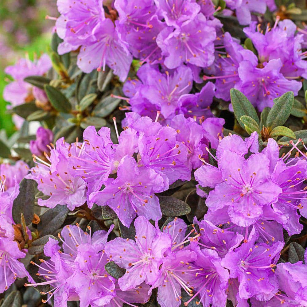 DIRECT GARDENING 3 Gal. Pot, Karen Azalea, Broadleaf Evergreen ...