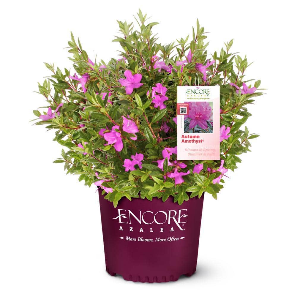 ENCORE AZALEA 2 Gal. Autumn Amethyst Shrub with Stunning Purple Flowers ...