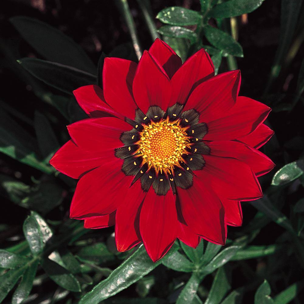 ALTMAN PLANTS 1-Pint Red African Daisy Plant 7662 - The Home Depot