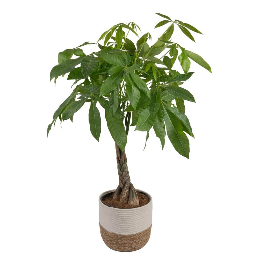 Costa Farms 10 in. Pachira Braid Indoor Money Tree Plant in Decor Weave ...