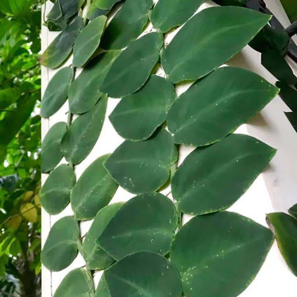 Wekiva Foliage Rhaphidophora Hayii Shingle Plant-Live Plant in a 4 in ...