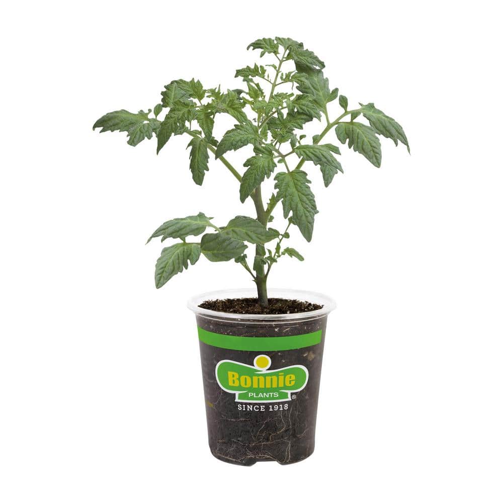 Reviews for Bonnie Plants 19 oz. Chocolate Sprinkles Tomato Plant | Pg ...