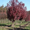 7 Gal. Brandywine Maple Shade Tree MAPBRA07G - The Home Depot
