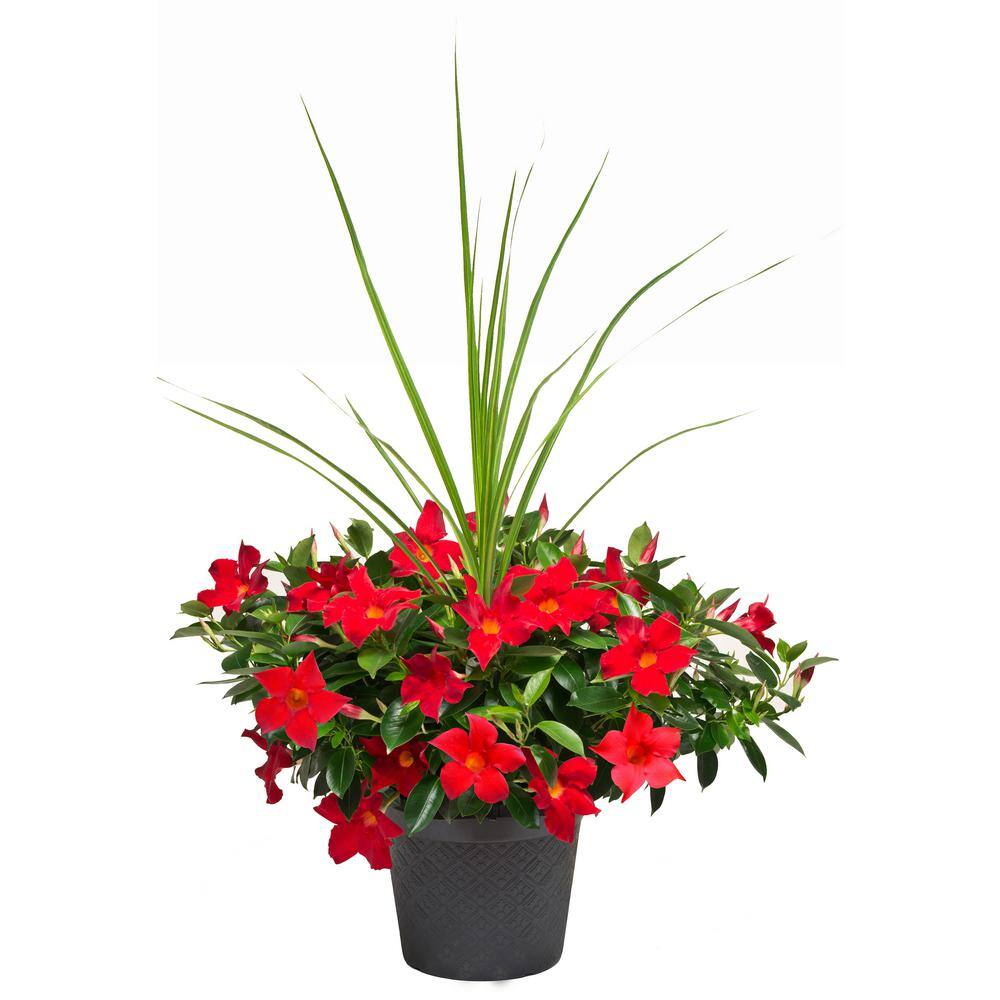 Rio #10 Planter Dipladenia Flowering Annual Shrub with Assorted Blooms ...