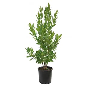 15 Gal. Little Gem Magnolia Live Tree 8250815 - The Home Depot