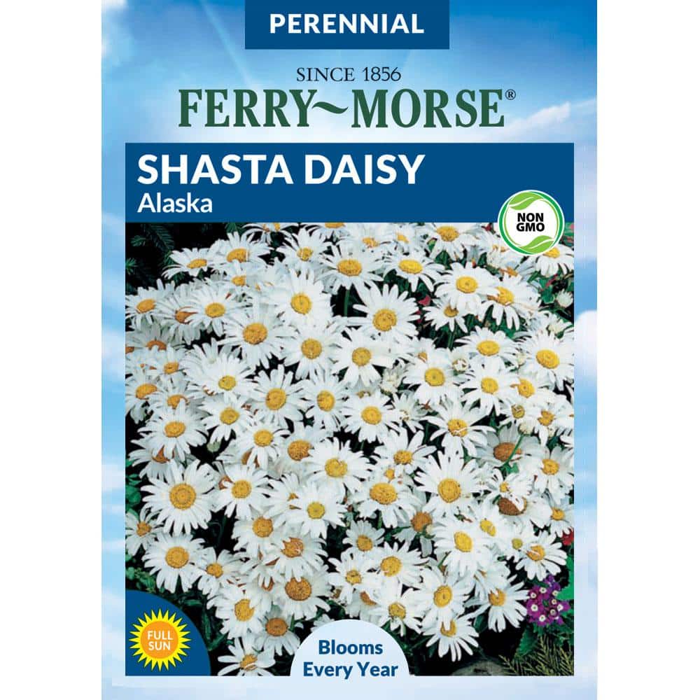 Ferry-Morse Shasta Daisy Alaska Flower Seed 6461 - The Home Depot