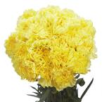 Globalrose Fresh Red Mini Carnations (160 Stems - 640 Blooms) red-spray ...