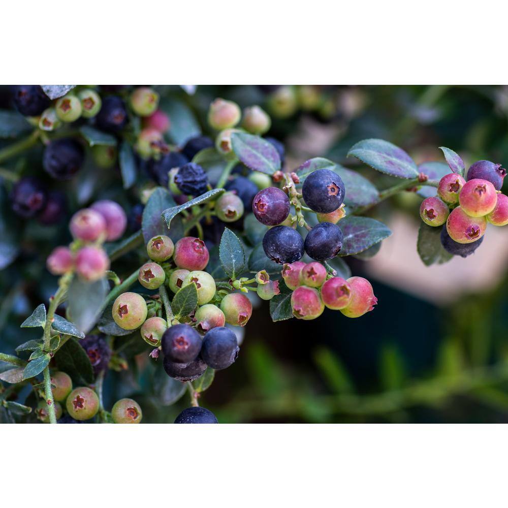 BUSHEL AND BERRY 5.5 In. Bushel and Berry Blueberry Buckle Blueberry ...